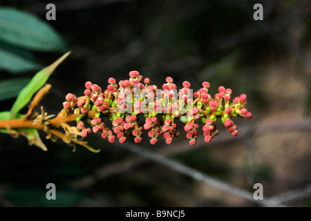 Flower of Mabea fistulifera, an Euphorbiaceae tree, Feliciano Abdalla ...