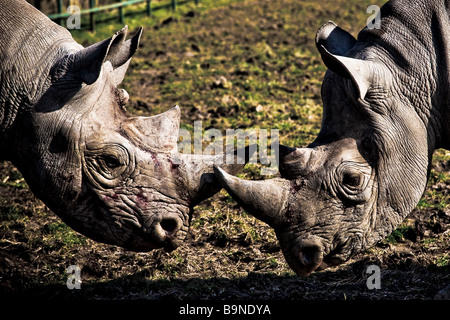 A pair of young rhinos playing Stock Photo - Alamy