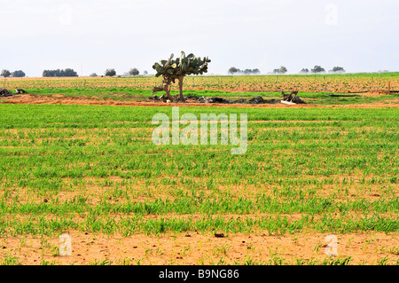 Israel Negev Wheat field Harvest time in a wheat field bales of straw ...