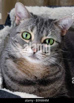 Cat with green eyes looks at camera closeup Stock Photo - Alamy
