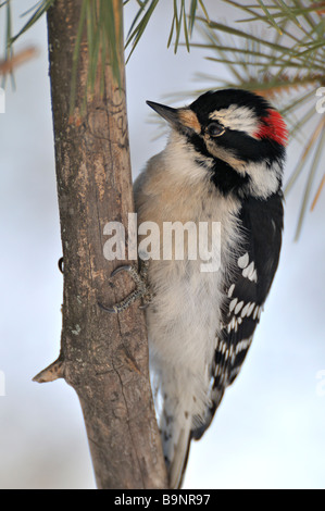 Woodpecker male close-up front view perched on a branch with a blur ...