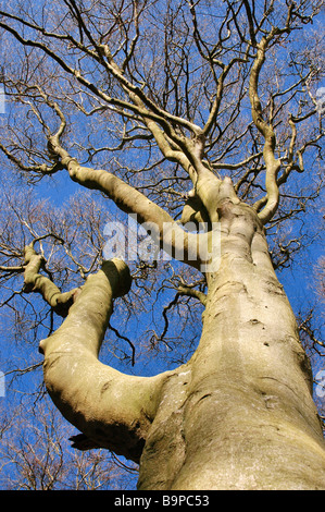 Looking up at the bare branches of beech trees in midwinter in Stock ...