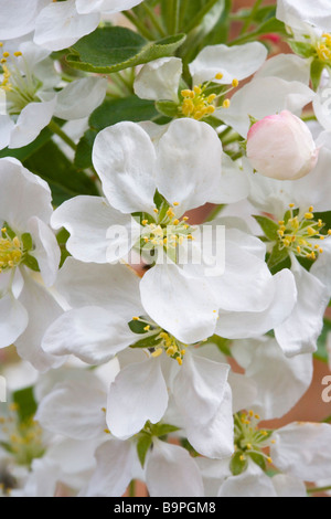 Close view of a Crab Apple Tree in bloom in Spring, Southern ...