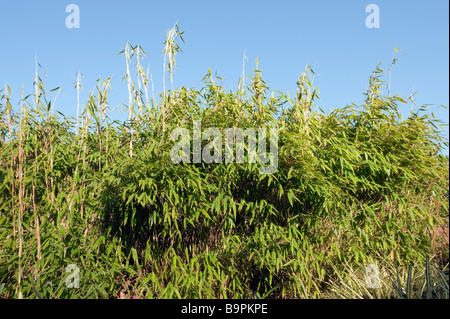 Garden Bamboo (Fargesia murielae 'Simba', Fargesia murielae Simba ...