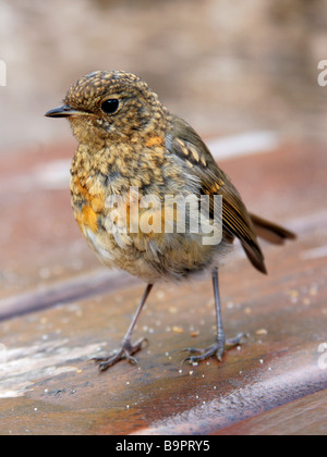 A very small young robin Stock Photo - Alamy