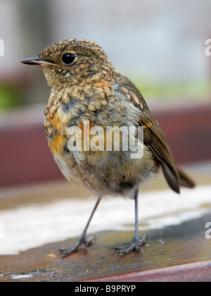 A very small young robin Stock Photo - Alamy