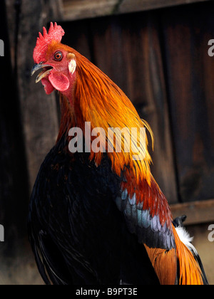 A cock crowing Stock Photo - Alamy