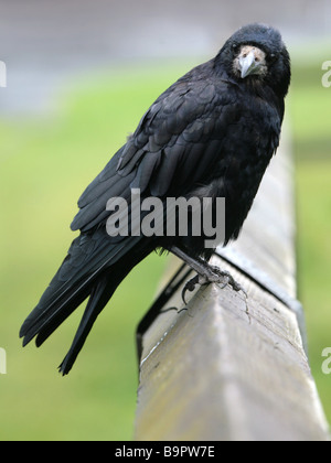 Rook on a fence Stock Photo - Alamy