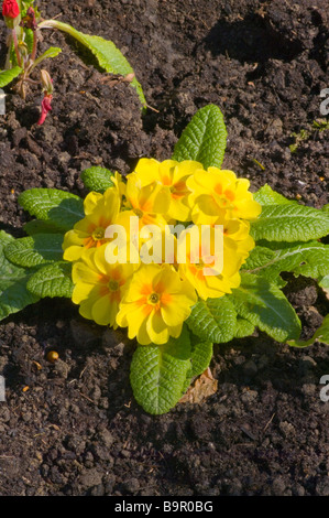 Primula vulgaris, primrose,primroses,yellow,cream,pulmonaria rubra,red ...