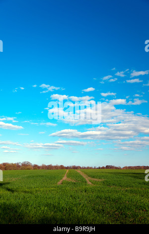 Green field of freshly planted crops Stock Photo - Alamy