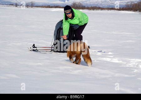 Cheese has captivated the fox Stock Photo - Alamy