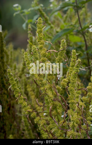 Marsh Dock, rumex palustris Stock Photo - Alamy