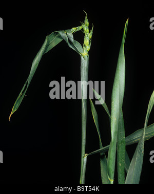 Ear of wheat trapped by distorted flagleaf A symptom of copper ...