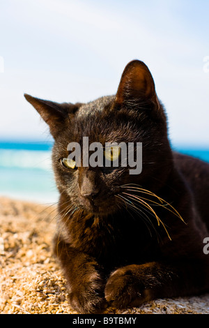 Israeli street fighting cats Stock Photo - Alamy