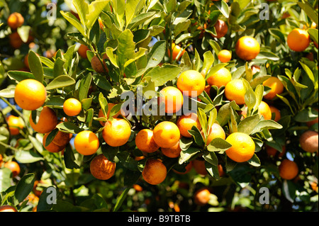 Orange trees loaded with fruit in Central Florida Stock Photo: 23281533 ...