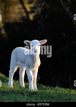A clean young lamb standing on a country road passing through green ...