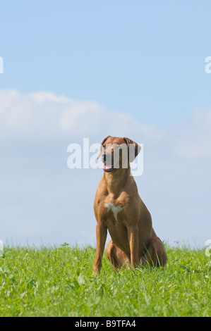 An old Rhodesian Ridgeback dog Stock Photo - Alamy