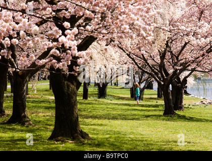 Spring cherry in full bloom blue sky image Stock Photo - Alamy