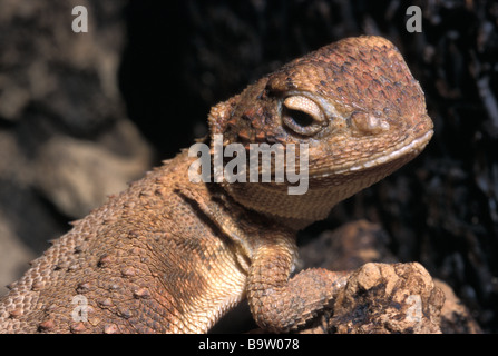 Gibber earless dragon (Tympanocryptis intima), Agamidae, Australia ...