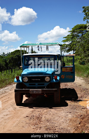 Toyota pick up parked in the shade of a Terminalia catappa tree Common ...