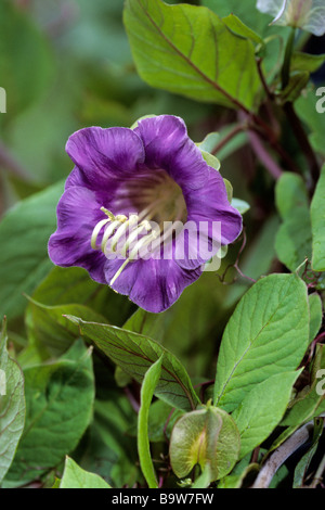 Cup-and-saucer vine or cathedral bells flowers (Cobaea scandens) on ...