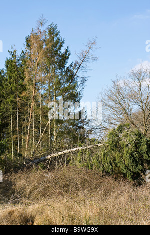 Trees Toppling Over Stock Photo - Alamy