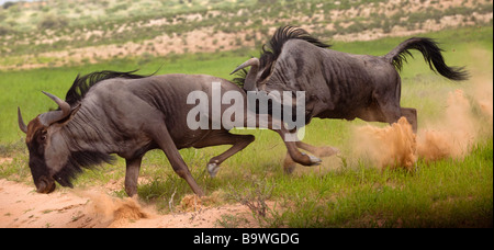 blue wildebeest fight Stock Photo - Alamy