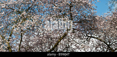 Prunus 'hillieri spire'. Cherry tree Stock Photo - Alamy
