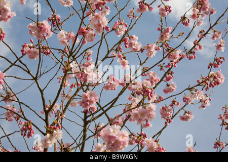 Manchester, Greater Manchester, England. Cherry blossom outside ...