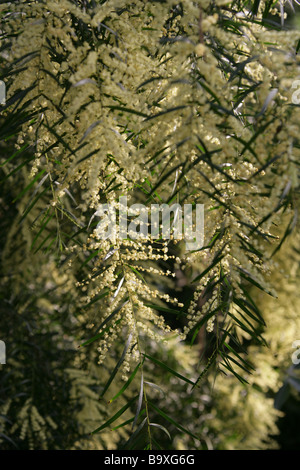 Rice's Wattle, Acacia riceana 'Exeter Hybrid', Fabaceae, Australia ...