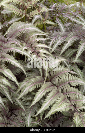 Athyrium nipponicum 'Pictum'; Japanese painted fern Stock Photo - Alamy