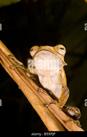 Bornean Eared Frog (Polypedates otilophus) eye, Danum Valley ...