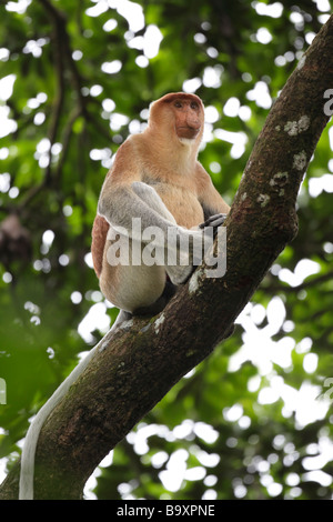 Portrait of male Proboscis monkeys, Nasalis larvatus, yawning with big ...