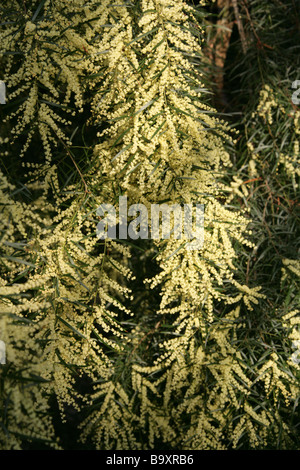Rice's Wattle, Acacia riceana 'Exeter Hybrid', Fabaceae, Australia ...