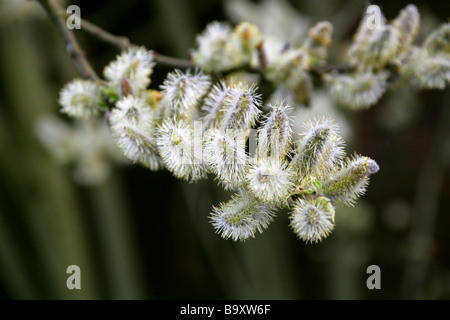 Musk Willow aka Egyptian Musk Willow, Salix aegyptiaca, Salicaceae ...