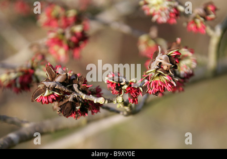 Flowers of a Persian ironwood (Parrotia persica Stock Photo - Alamy