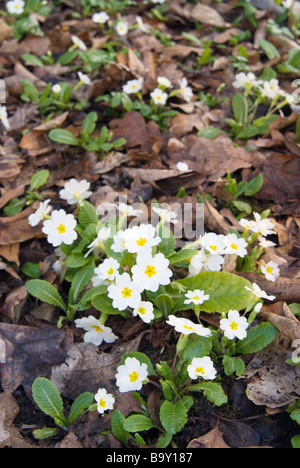 PRIMULA GIGHA WHITE PRIMROSE Stock Photo - Alamy