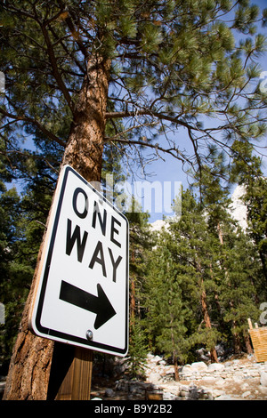 pine tree way Stock Photo - Alamy