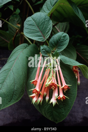 Fuchsia (Fuchsia fulgens 'Rubra Grandiflora' Stock Photo: 16378195 - Alamy