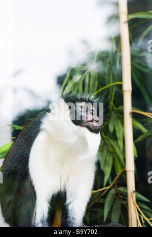 Monkey the Diana monkey (Cercopithecus diana) Wildlife animal Stock ...