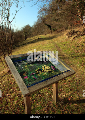 Orchis Bank Downe. Bromley, Kent, England, UK Stock Photo - Alamy