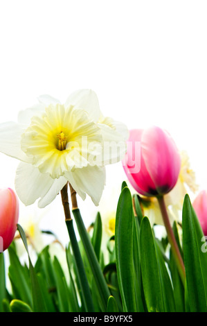 Red tulips with white border on pink background Stock Photo - Alamy