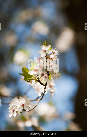 Manchurian Cherry (Prunus maackii Stock Photo - Alamy