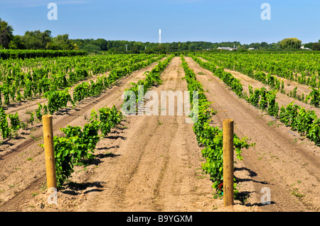 Rows of young vines grow in a vineyard by the sea, in the Mediterranean ...