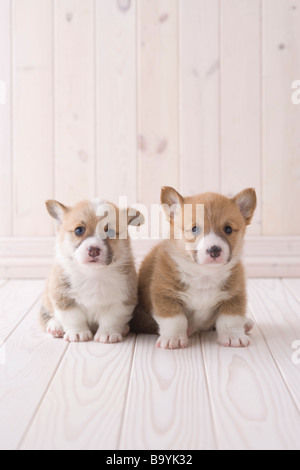 side view of welsh corgi pembroke sitting near golden trophy cup ...