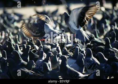 swarm of birds, pigeons swarm, pigeons swarms Stock Photo - Alamy