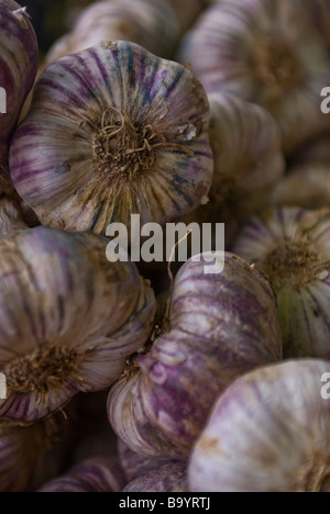 Bulbs of fresh French garlic Stock Photo - Alamy