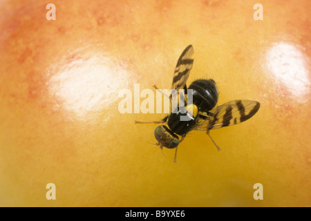 European Cherry Fruit Fly (Rhagoletis cerasi), larva in cherry Stock ...