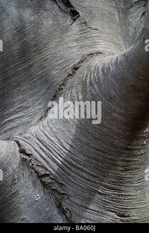 European Beech bark texture Stock Photo - Alamy
