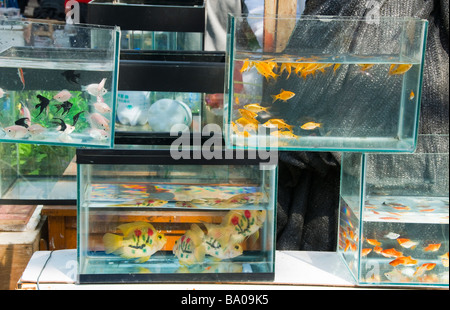 fish for sale in the Bird and Flower Market in Kunming China Stock ...